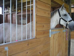 Why Does My Horse "Box Walk" and What Can I Do To Help? - Prime Stables