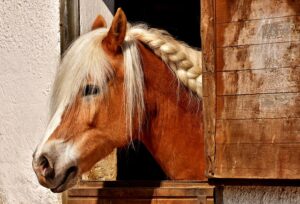 How to Stop Your Horse Kicking Stable Walls - Prime Stables