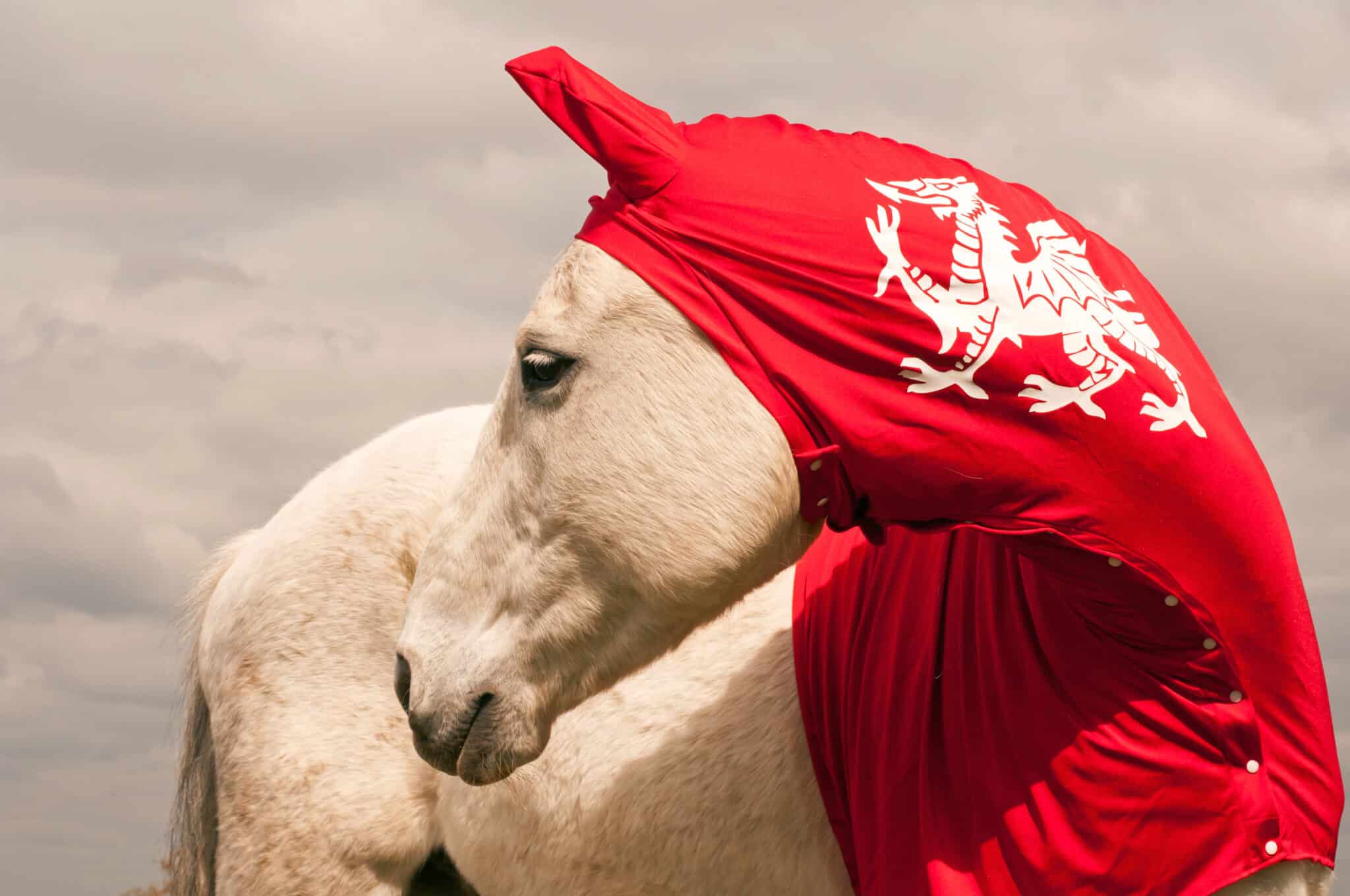 Guide to Horse Clothing: Discover the Best Pieces for Your Horse