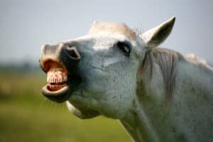 7 Horse Facial Expressions and What They Mean - Prime Stables