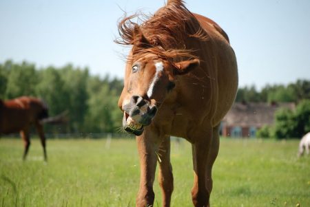 7 Horse Facial Expressions and What They Mean - Prime Stables